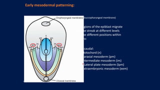 Gastrointestinal system embryology | PPTX