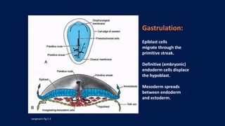 Gastrointestinal system embryology | PPTX