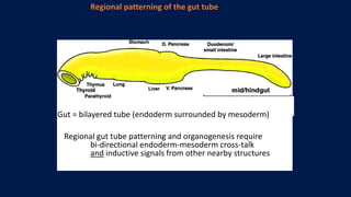 Gastrointestinal system embryology | PPTX