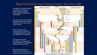Gastrointestinal system embryology | PPTX