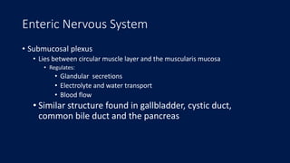 Gastrointestinal system embryology | PPTX