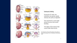 Gastrointestinal system embryology | PPTX