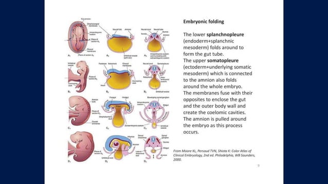 Gastrointestinal system embryology | PPTX