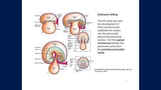 Gastrointestinal system embryology | PPTX