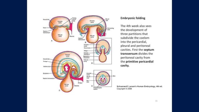 Gastrointestinal system embryology | PPTX