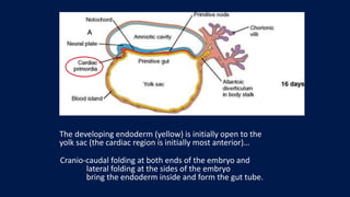 Gastrointestinal system embryology | PPTX