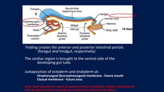 Gastrointestinal system embryology | PPTX