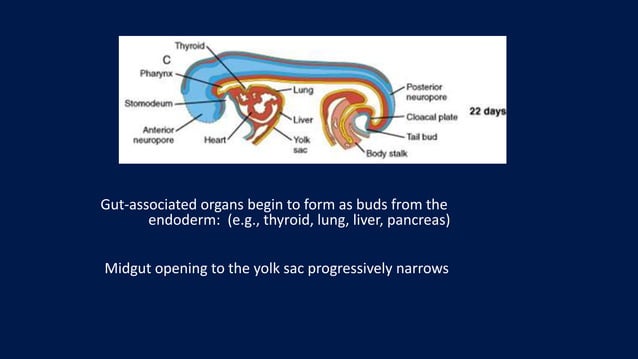 Gastrointestinal system embryology | PPTX