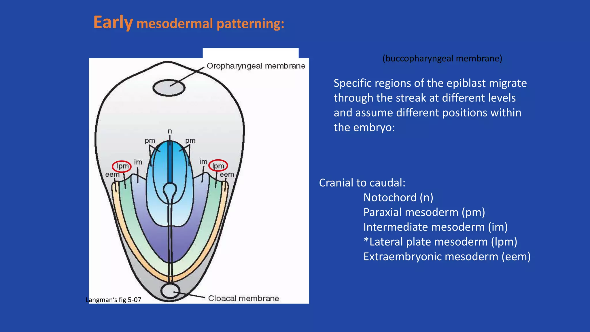 Gastrointestinal system embryology | PPTX