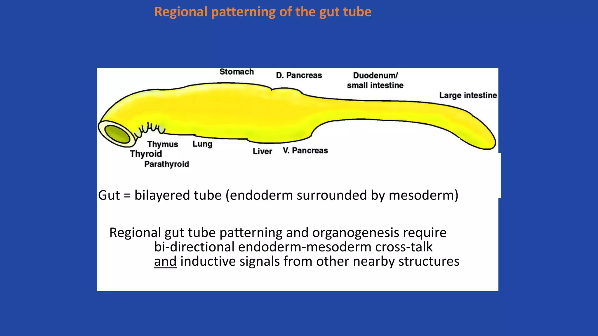 Gastrointestinal system embryology | PPTX