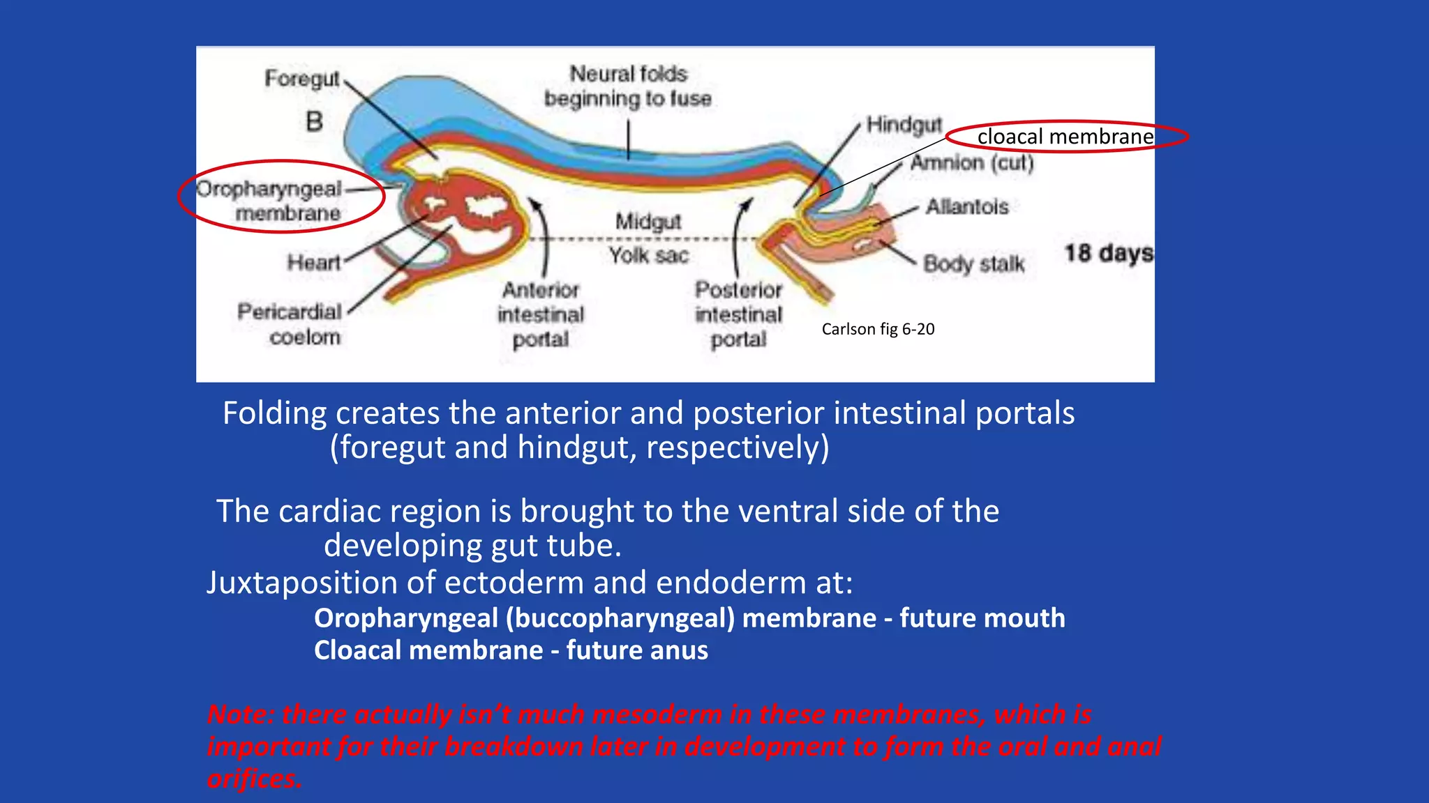 Gastrointestinal system embryology | PPTX