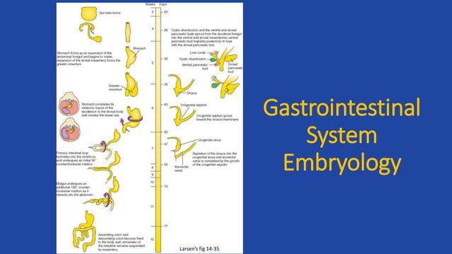 Gastrointestinal system embryology | PPTX | Digestive Disorders ...