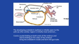 Gastrointestinal system embryology | PPTX