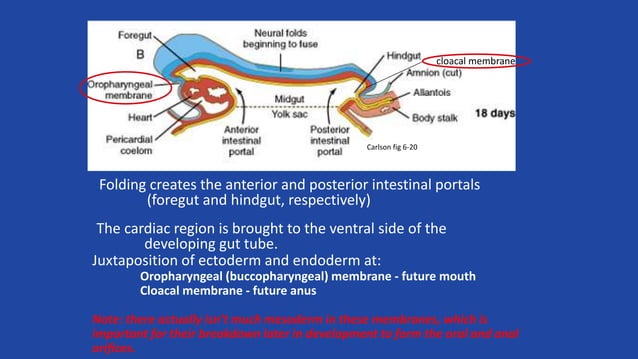 Gastrointestinal system embryology | PPTX | Digestive Disorders ...