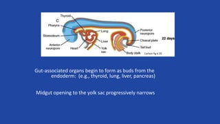 Gastrointestinal system embryology | PPTX