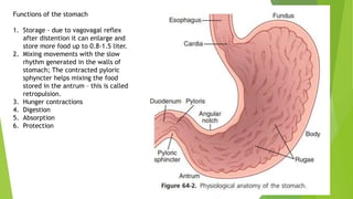 Gastrointestinal System I.pptxfxghxfhfxghghg | PPT