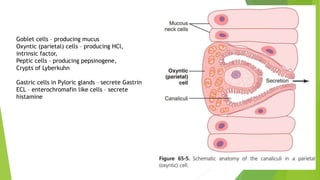Gastrointestinal System I (1).pptxdrhdhdhft | PPT