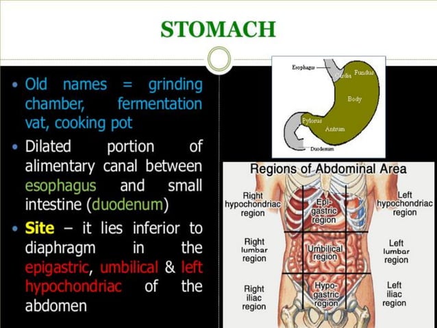 Gastro intestinal track | PDF