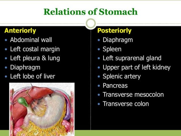 Gastro intestinal track | PDF