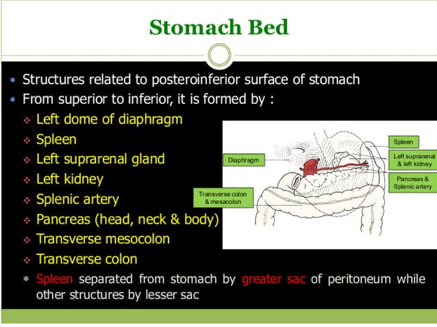 Gastro intestinal track | PDF