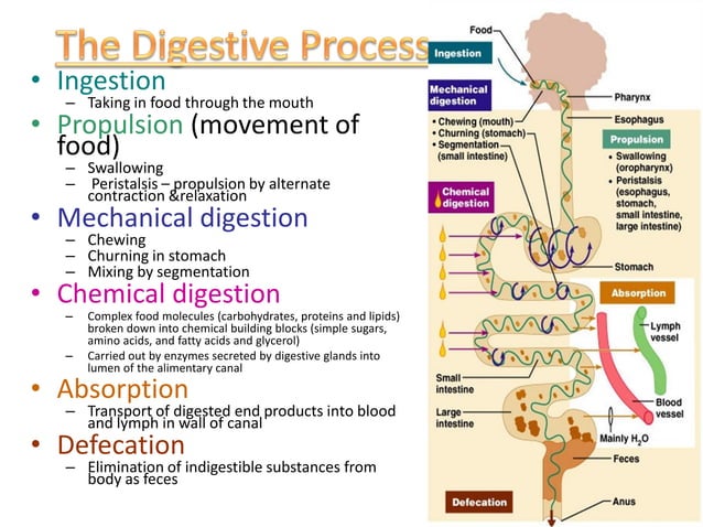Gastro intestinal track | PDF