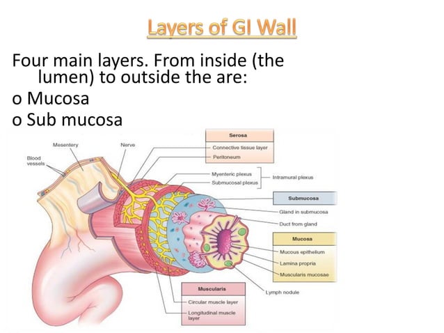 Gastro intestinal track | PDF