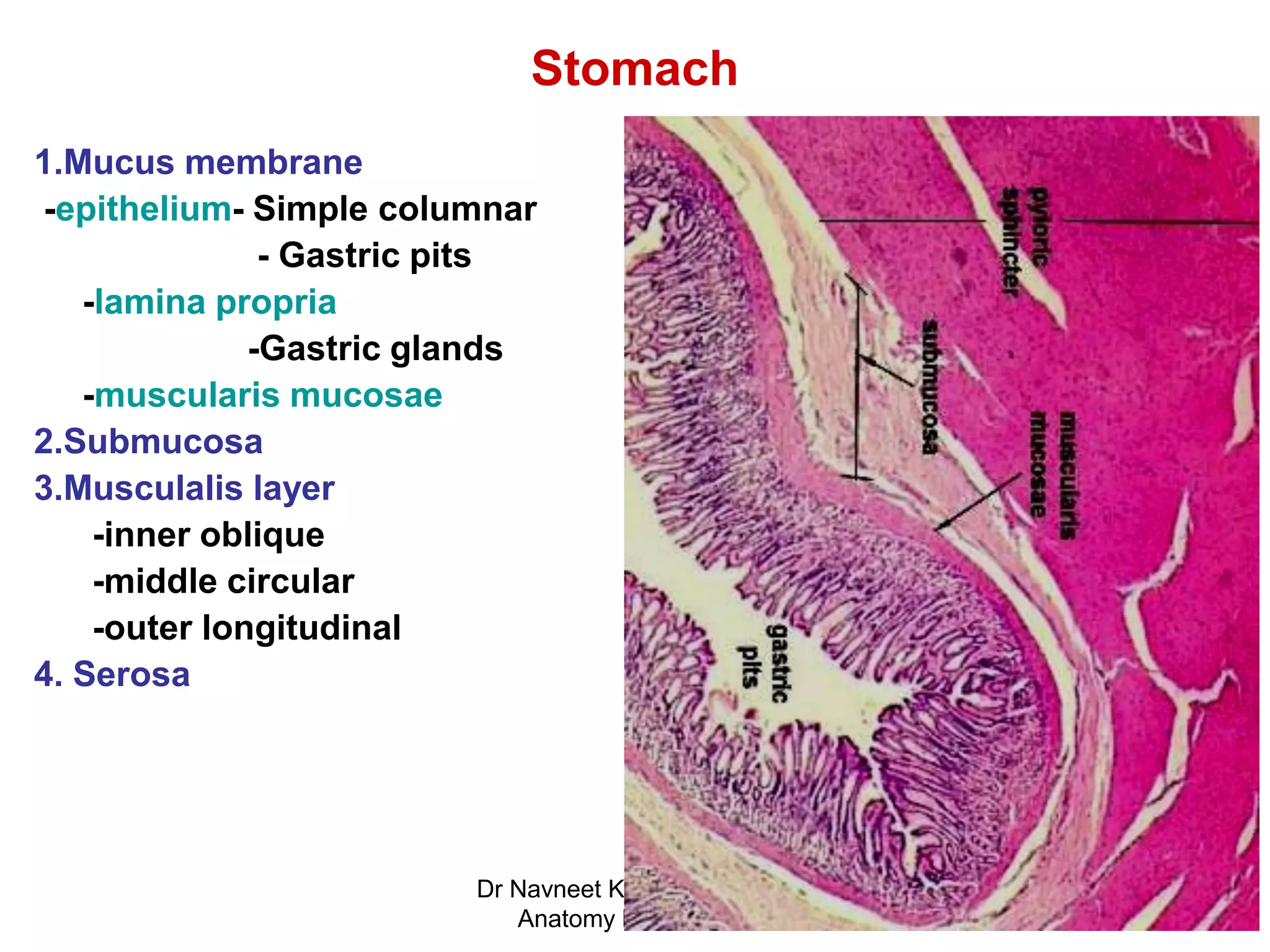 gastrointestinal_tract.pdf