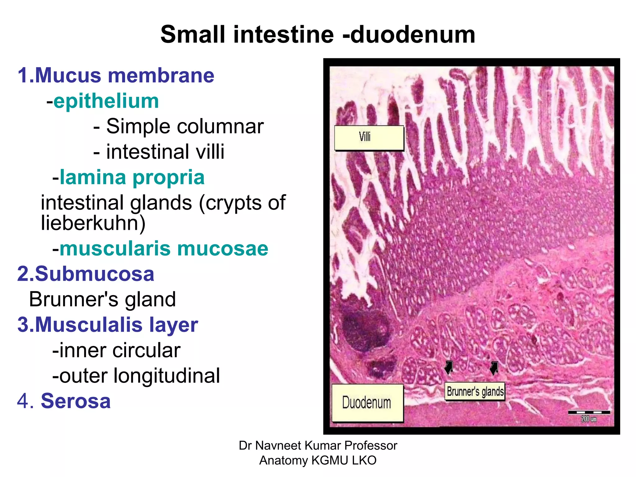gastrointestinal_tract.pdf