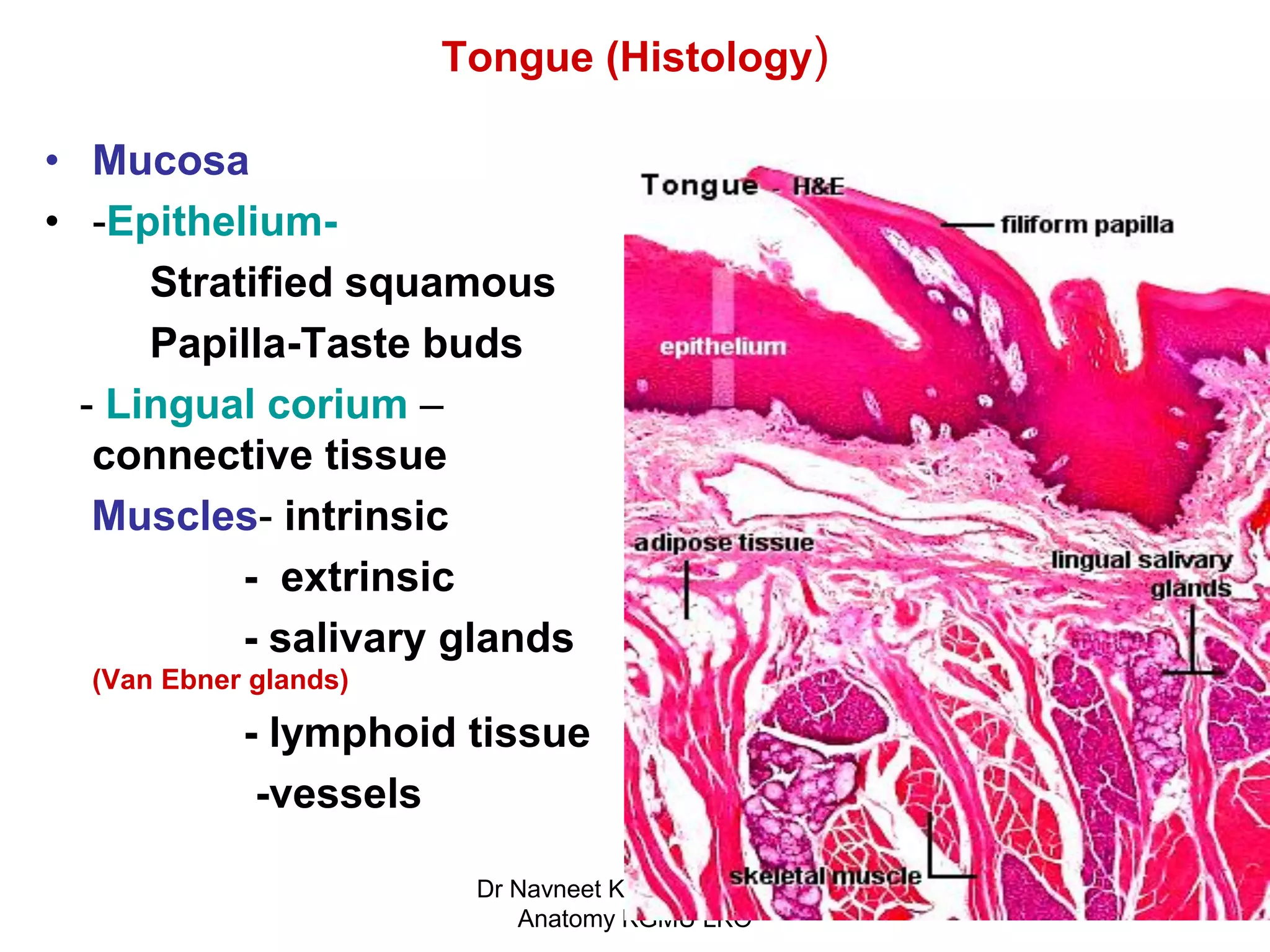 gastrointestinal_tract.pdf
