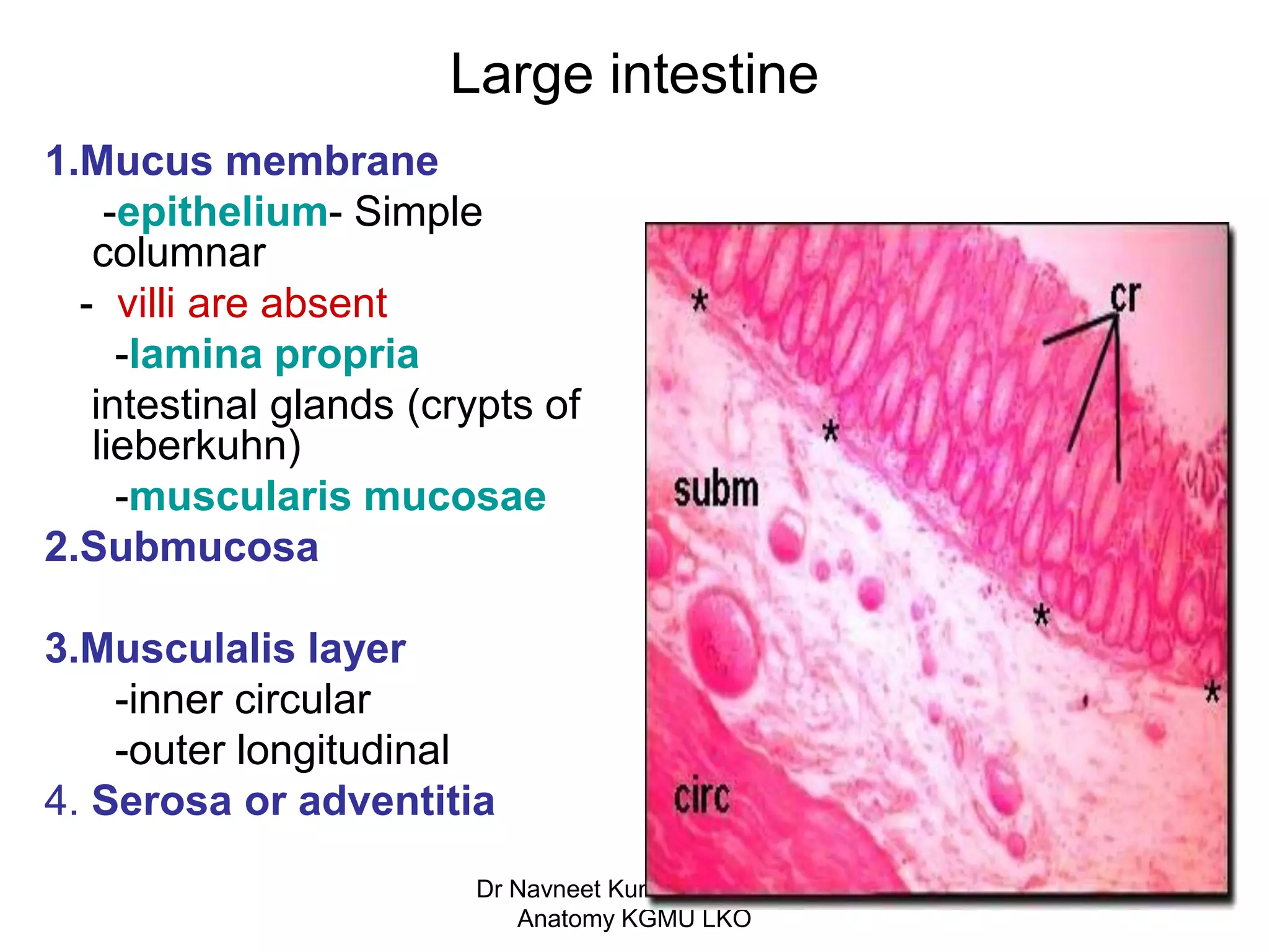gastrointestinal_tract.pdf
