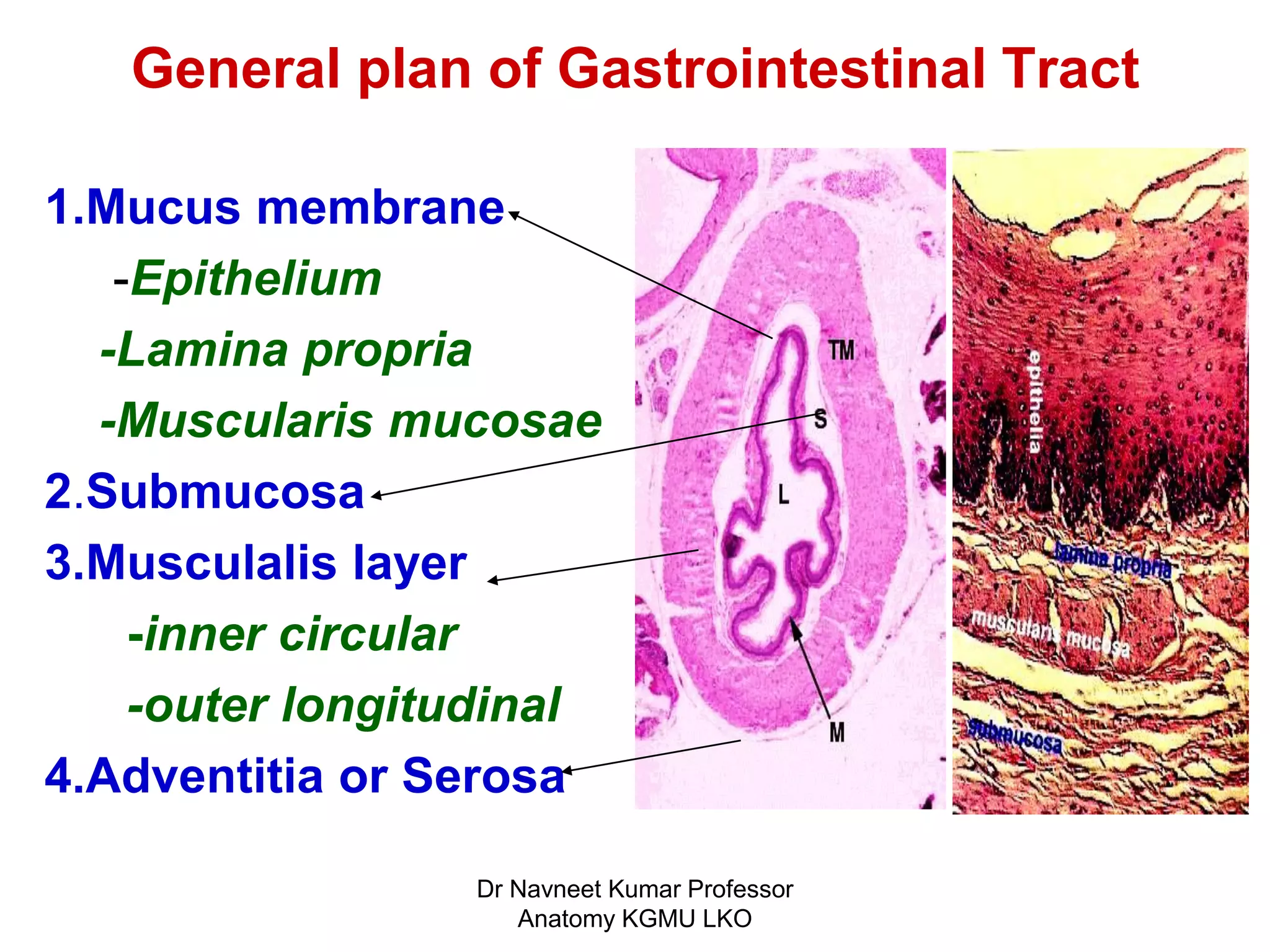 gastrointestinal_tract.pdf
