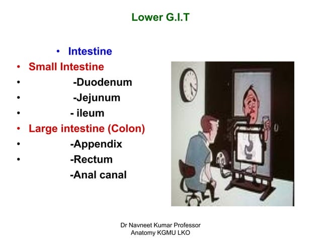 gastrointestinal_tract.pdf