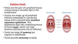 Overview of Gastrointestinal Tract. .... | PPTX