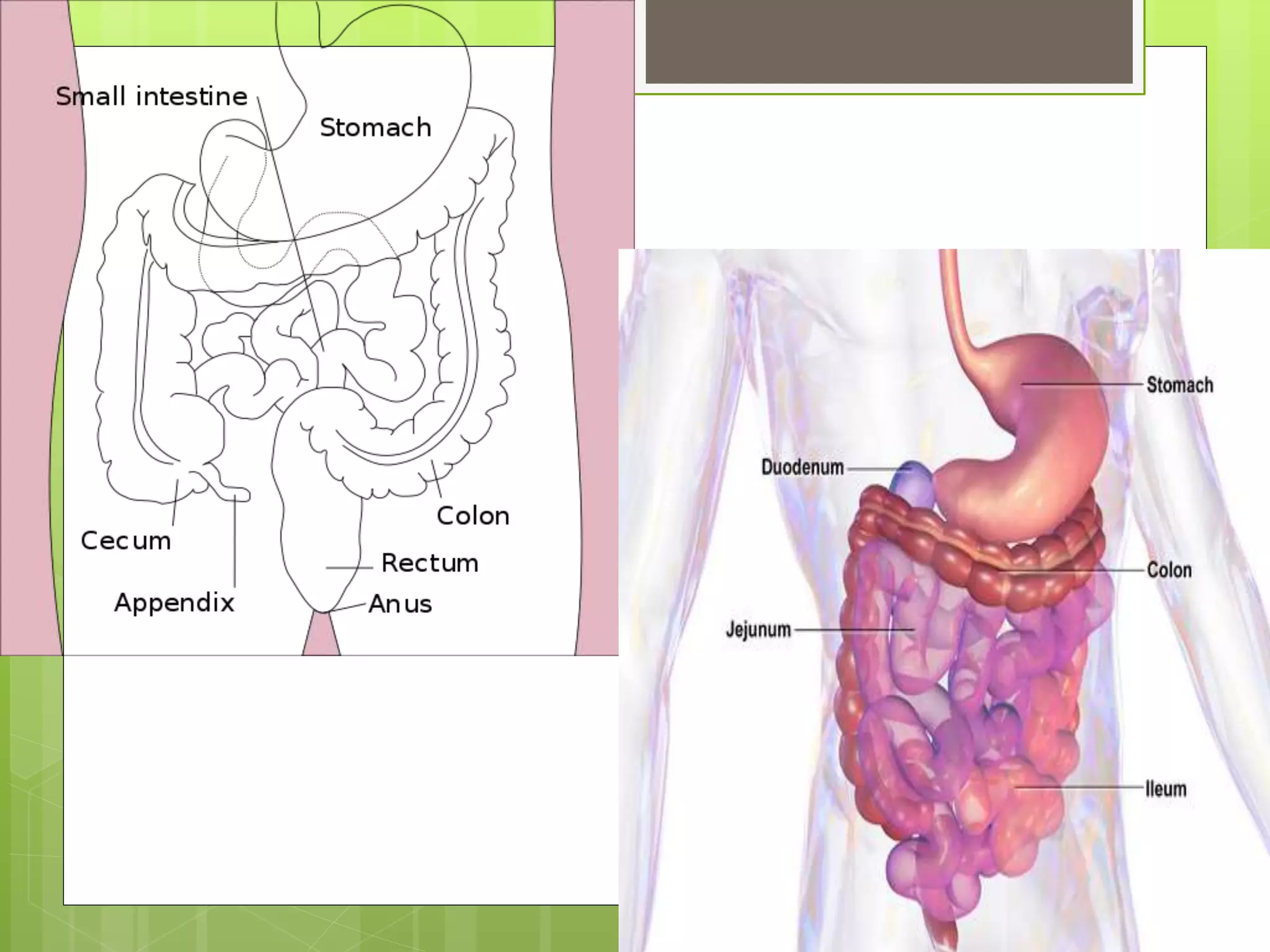 Gastrointestinal Tract: Anatomy & Physiology | PPTX