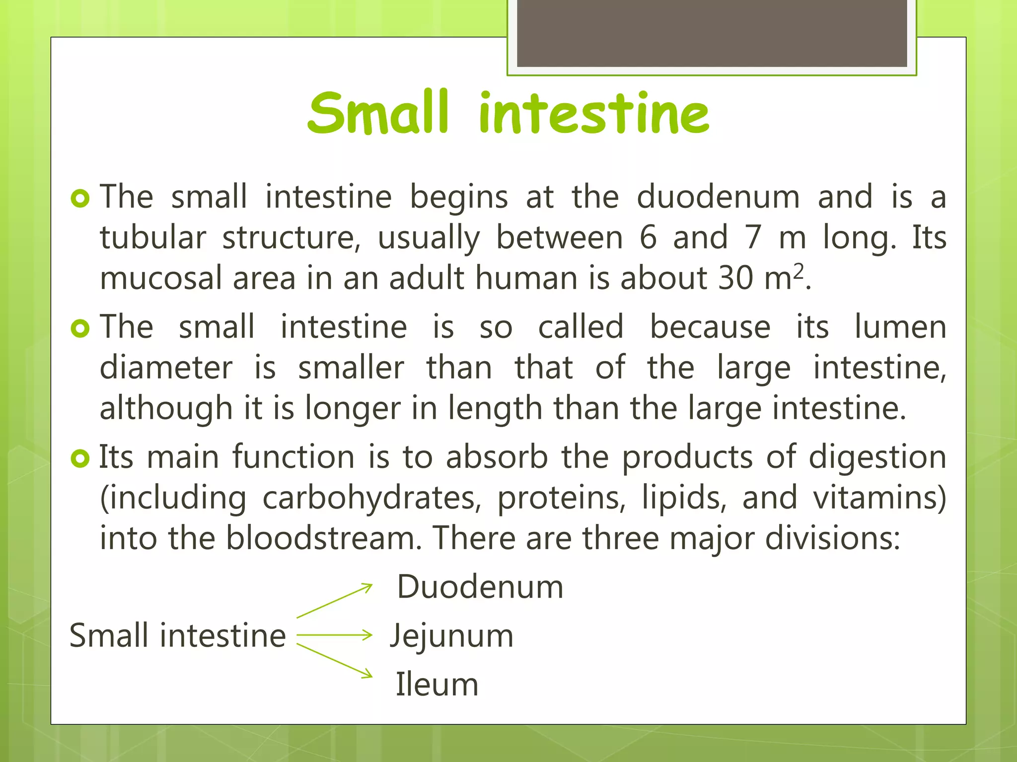 Gastrointestinal Tract: Anatomy & Physiology | PPTX