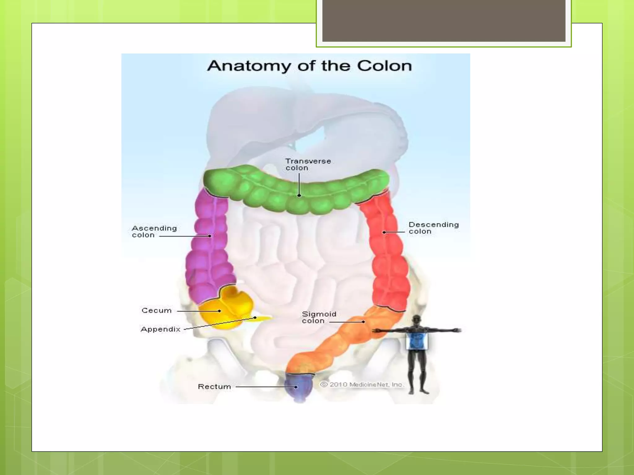 Gastrointestinal Tract: Anatomy & Physiology | PPTX