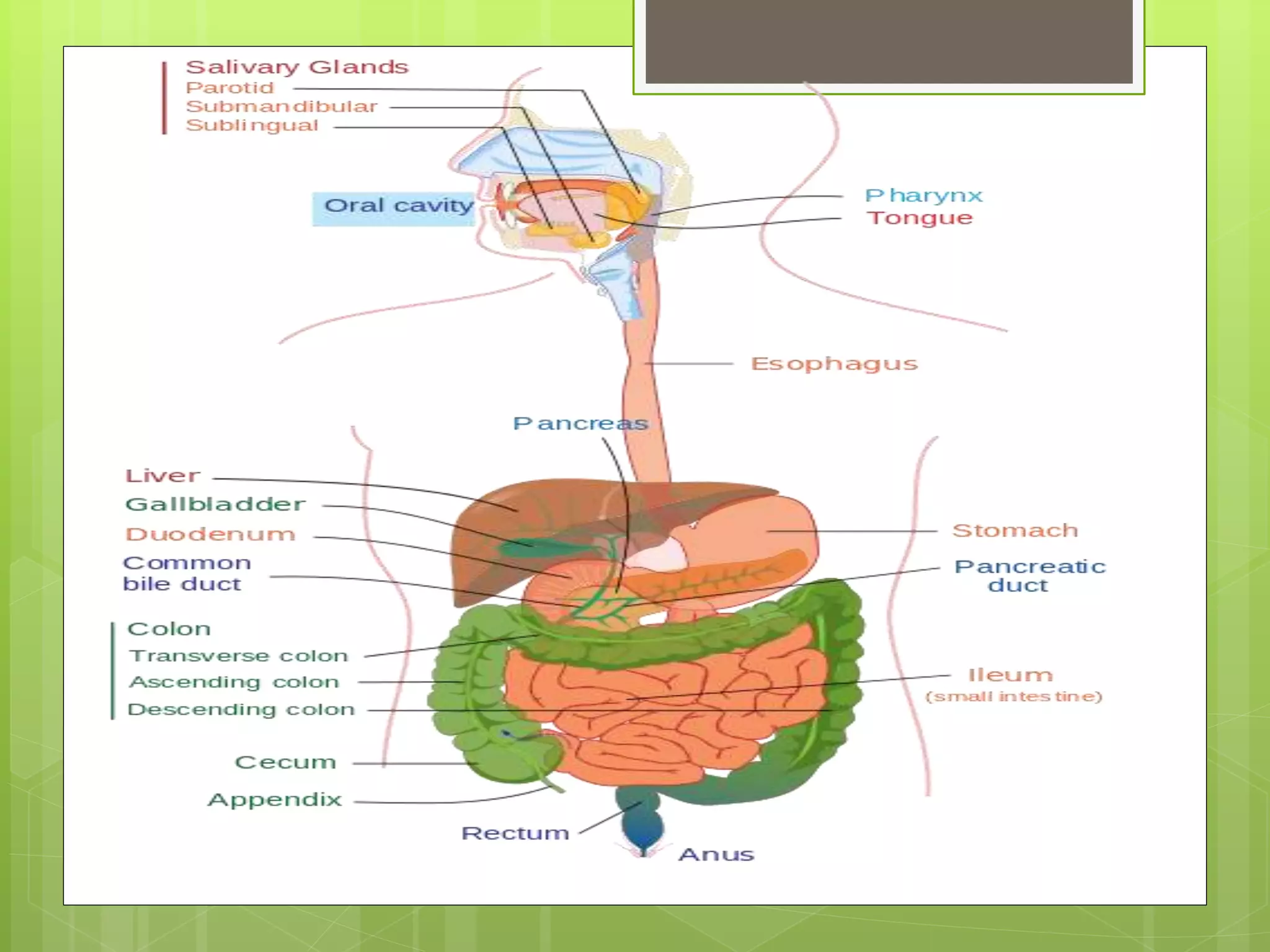 Gastrointestinal Tract: Anatomy & Physiology | PPTX