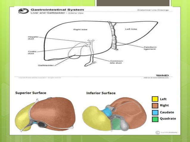 Gastrointestinal Tract: Anatomy & Physiology | PPTX | Digestive ...