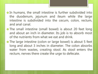 Gastrointestinal Tract: Anatomy & Physiology | PPTX