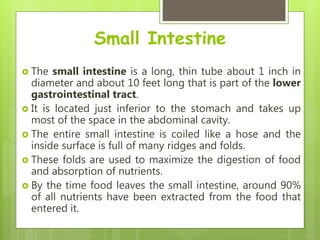 Gastrointestinal Tract: Anatomy & Physiology | PPTX