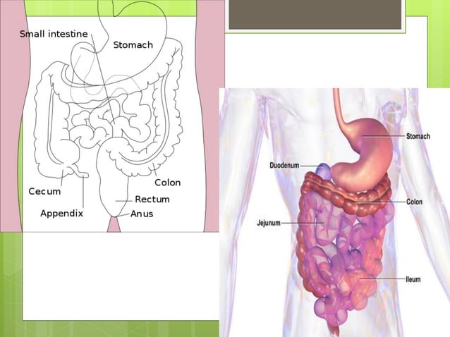 Gastrointestinal Tract: Anatomy & Physiology | PPTX | Digestive ...