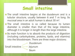 Gastrointestinal Tract: Anatomy & Physiology | PPTX