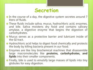 Gastrointestinal Tract: Anatomy & Physiology | PPTX