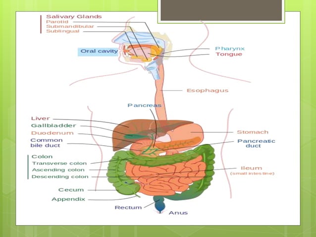 Gastrointestinal Tract: Anatomy & Physiology | PPTX | Digestive ...