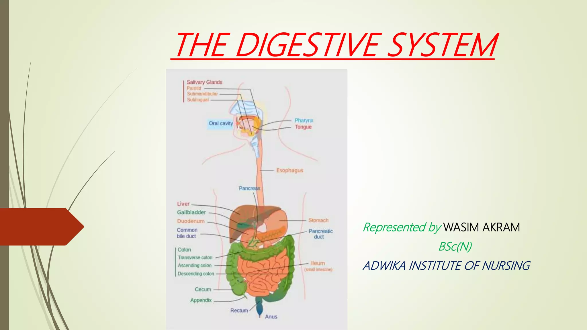 Gastrointestinal Tract (GIT)//DIGESTIVE SYSTEM | PPTX