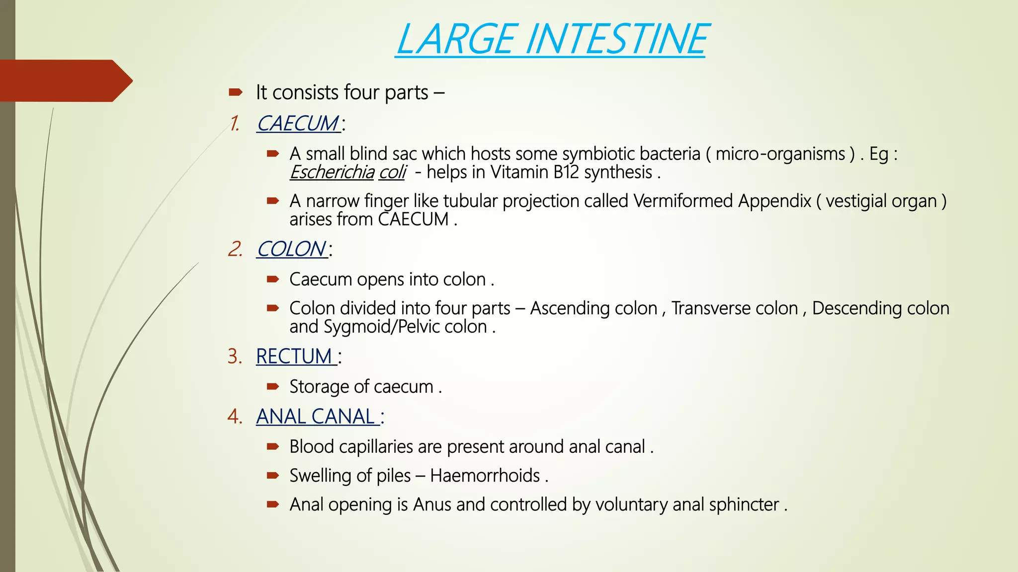 Gastrointestinal Tract (GIT)//DIGESTIVE SYSTEM | PPTX