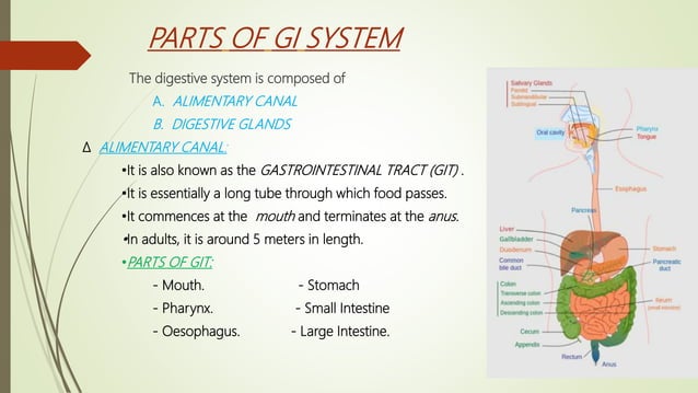 Gastrointestinal Tract (GIT)//DIGESTIVE SYSTEM | PPTX