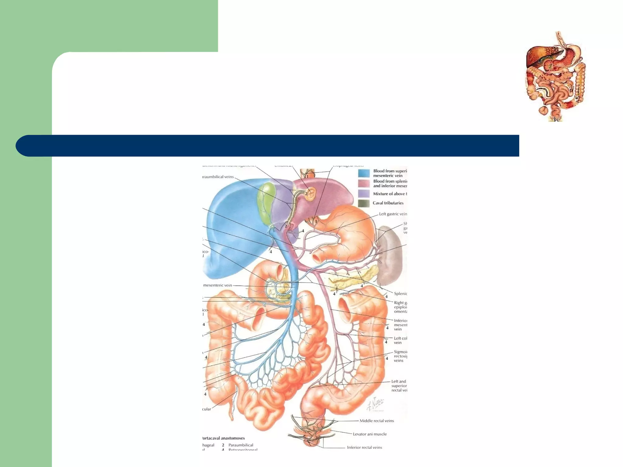 Introductory Gastro intestinal tract module | PPT