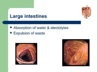 Introductory Gastro intestinal tract module | PPT