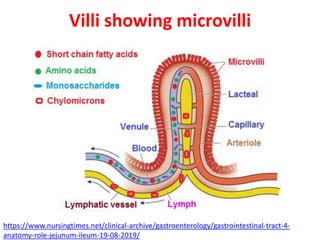 Gastro intestinal tract part 4 | PPTX